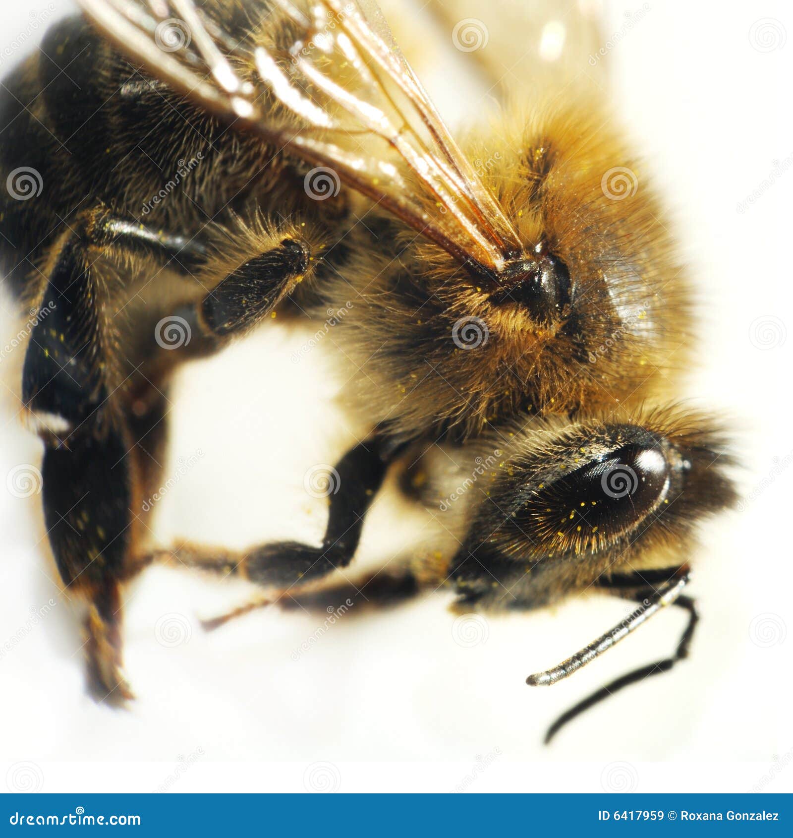 Bee macro isolated stock image. Image of isolated, still - 6417959