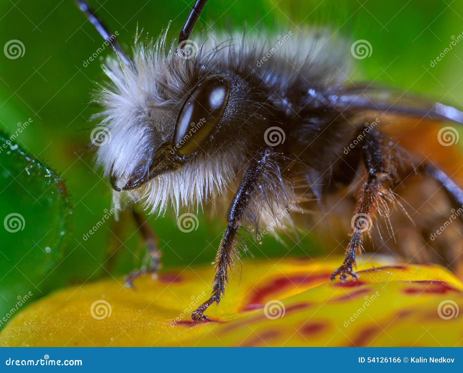 Bee macro stock photo. Image of detail, green, close - 54126166