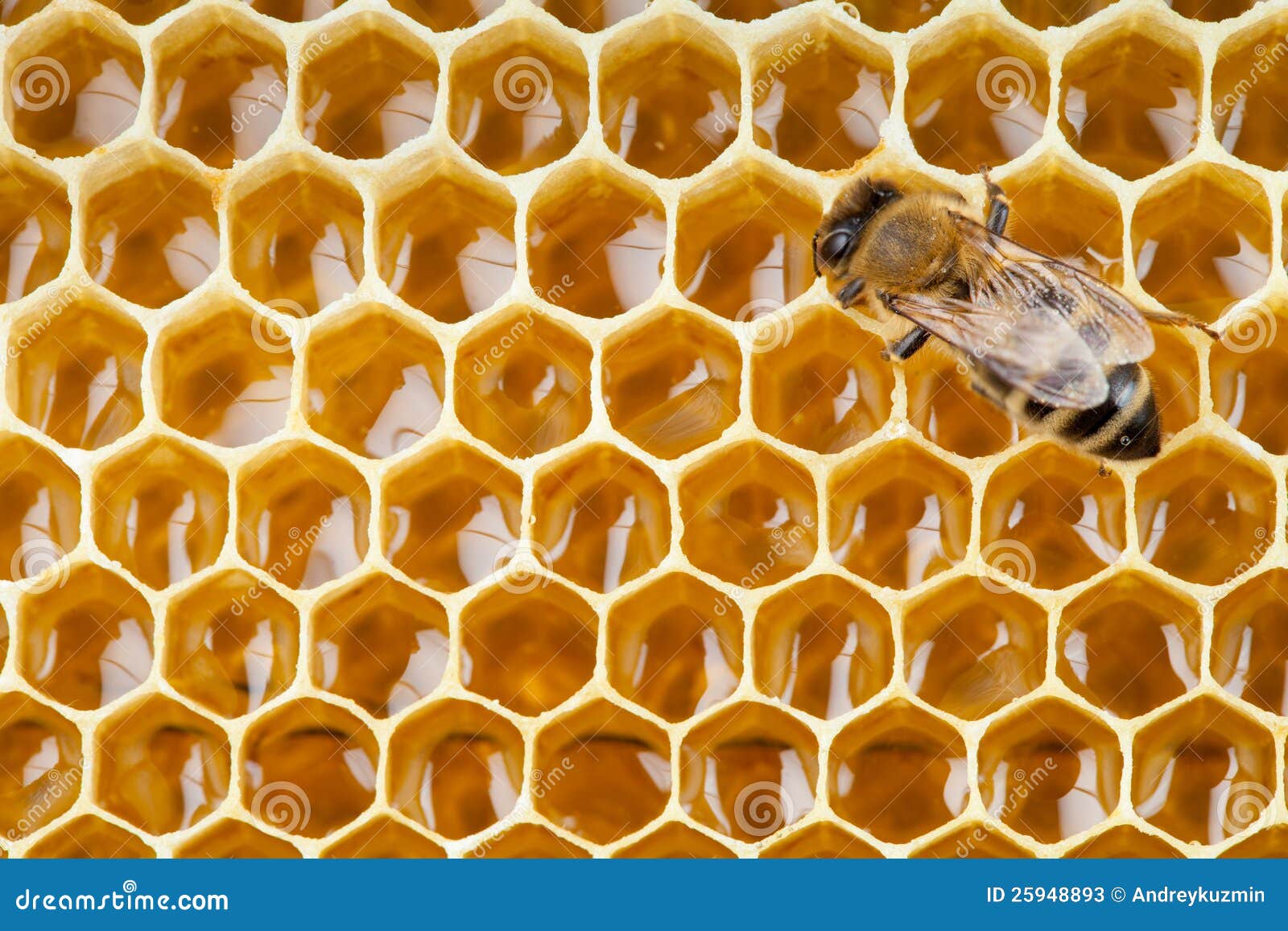 Bee Macro Shot Collecting Honey Stock Image - Image of beehive, closeup ...