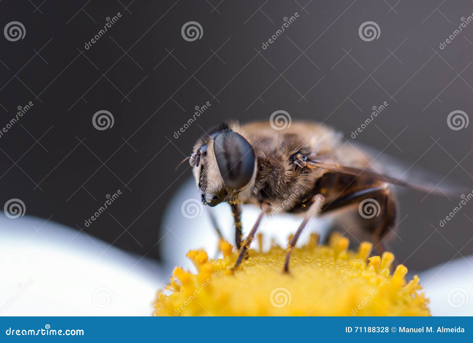 Bee stock photo. Image of pollen, closeup, leaf, stamens - 71188328