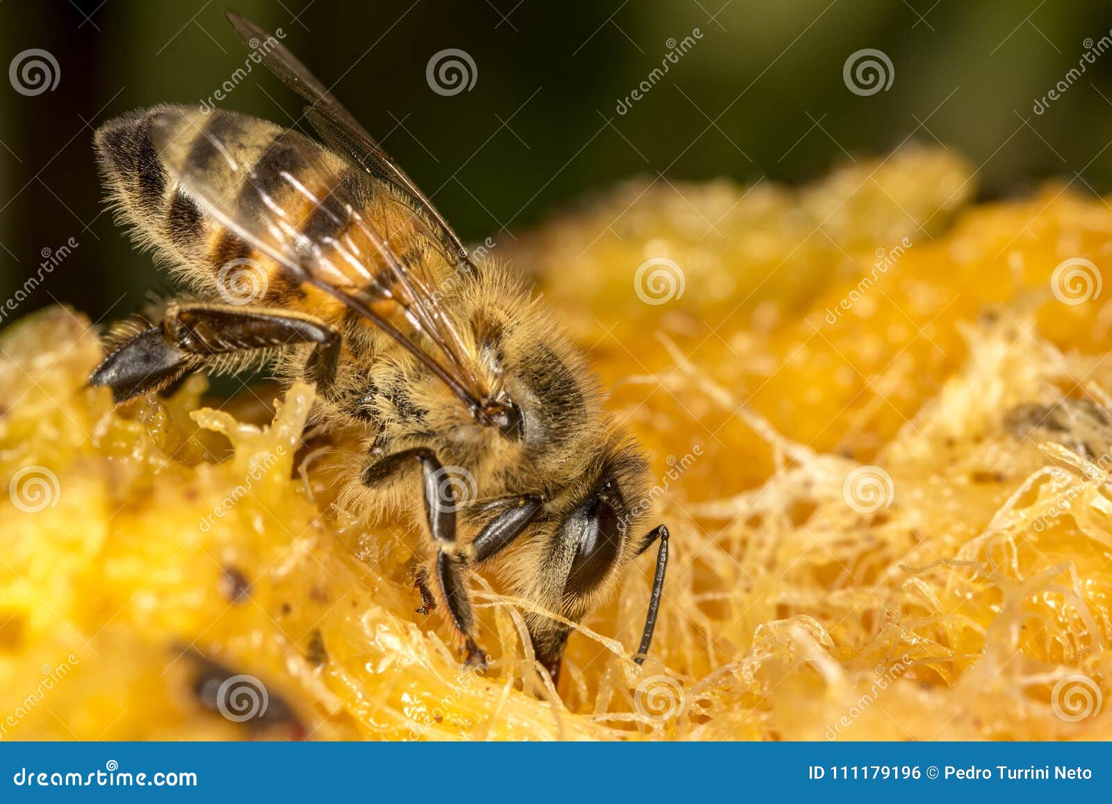 Bee on Mango Fruit - Macro Photo of Bee on Mango Stock Photo - Image of ...