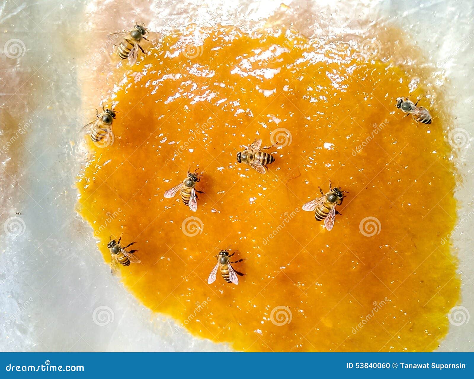 Bee on mango jam stock photo. Image of mango, orange - 53840060