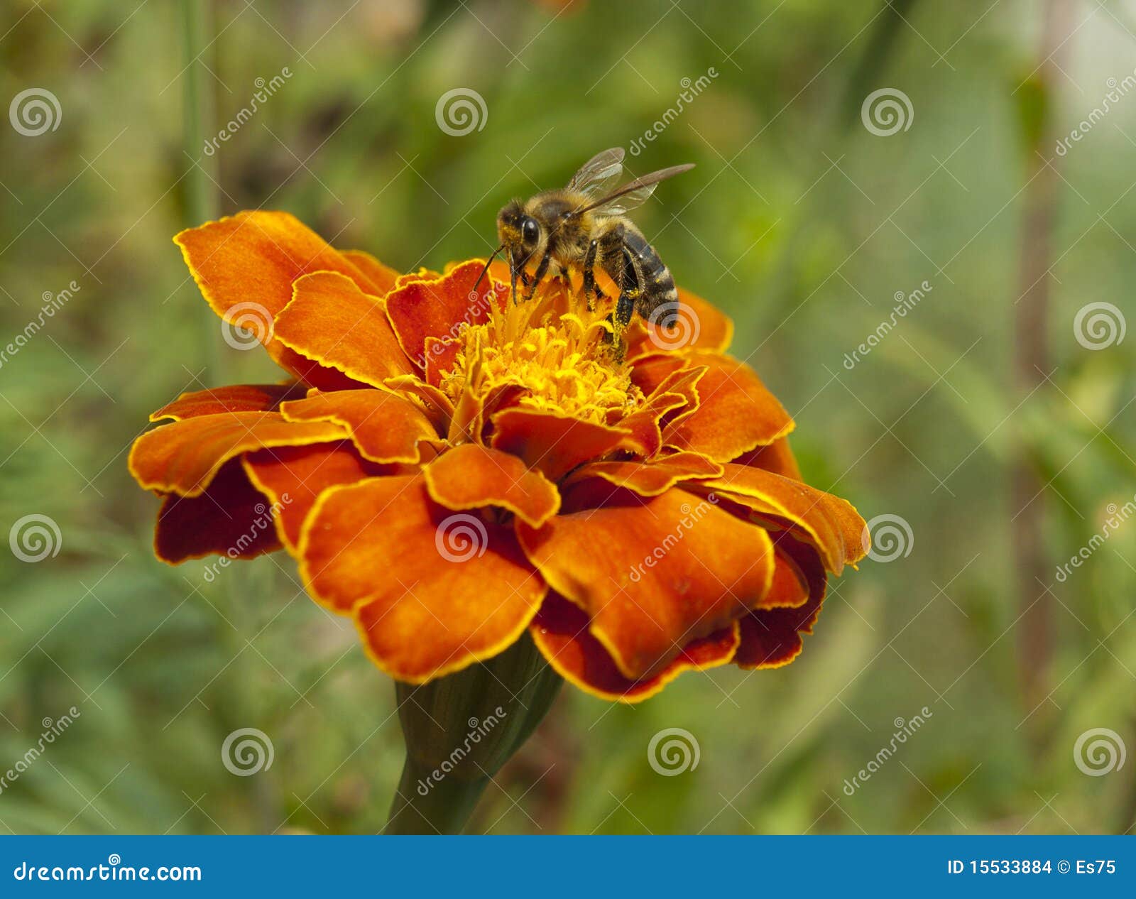 Bee on a marigold stock photo. Image of yellow, small - 15533884