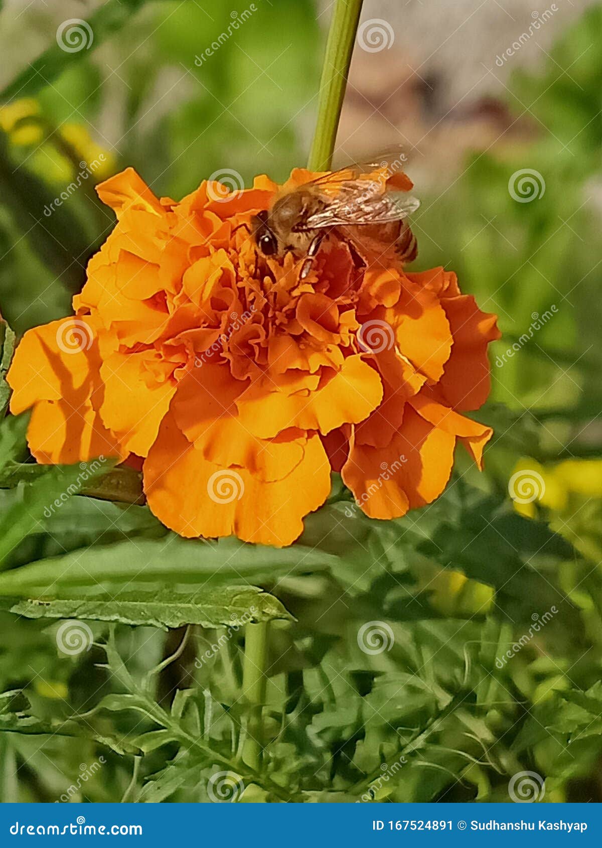 Bee on Marigold flower stock image. Image of marigold - 167524891