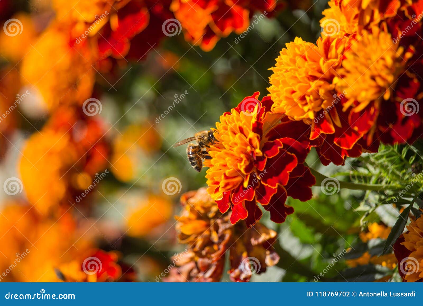 Bee on Marigold Flower on Sunset Stock Photo - Image of cute, ecosystem ...