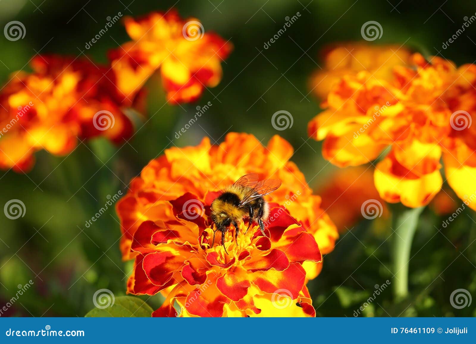 Bee on marigold flower stock image. Image of living, marigold - 76461109