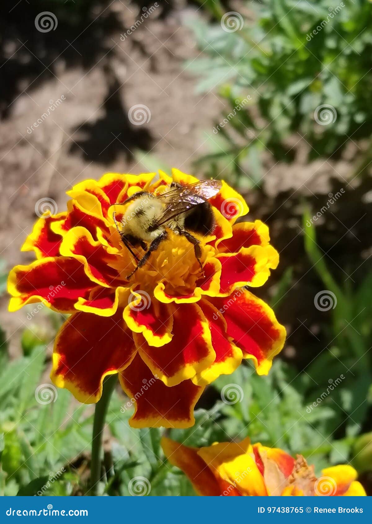Bee on marigold stock image. Image of humble, black, marigold - 97438765