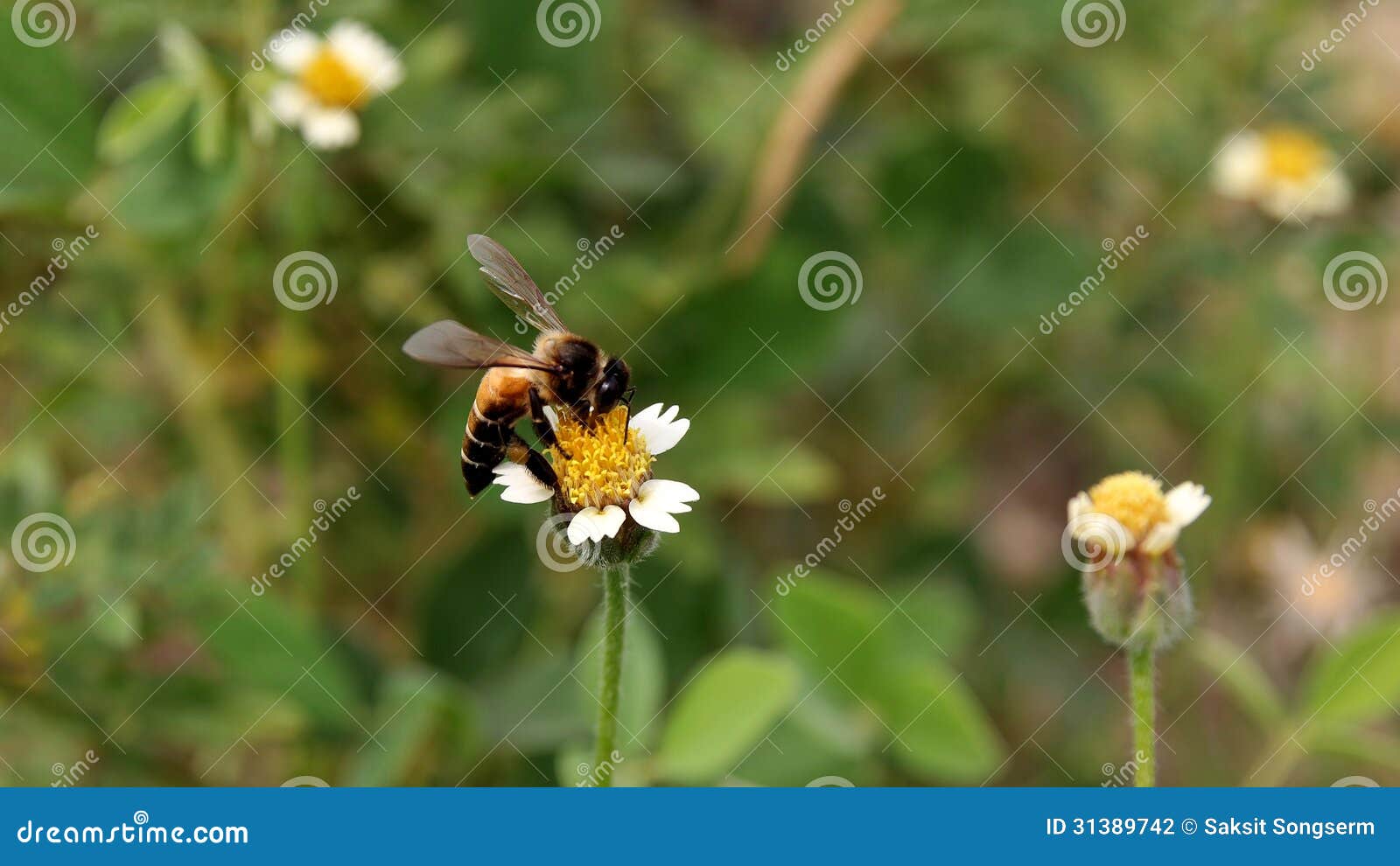 Bee on mexican daisy stock photo. Image of honeybee, wildlife - 31389742