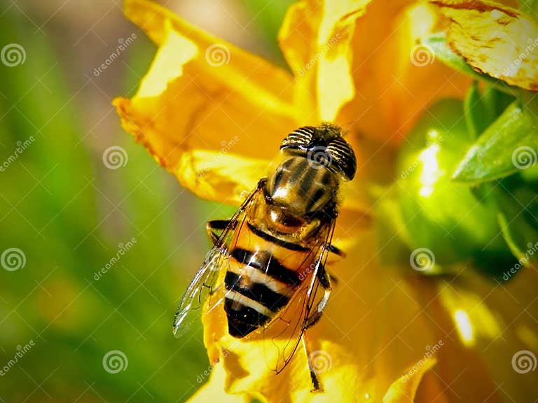 Bee mimic stock photo. Image of mimics, flying, yellow - 22274090
