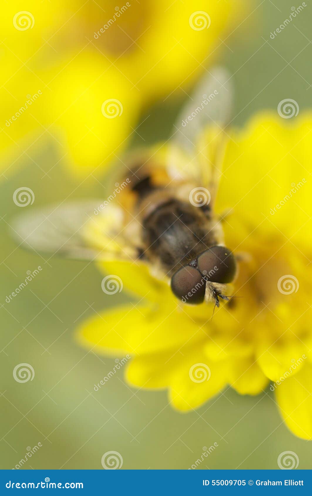 Bee mimic stock image. Image of beautiful, micro, green - 55009705