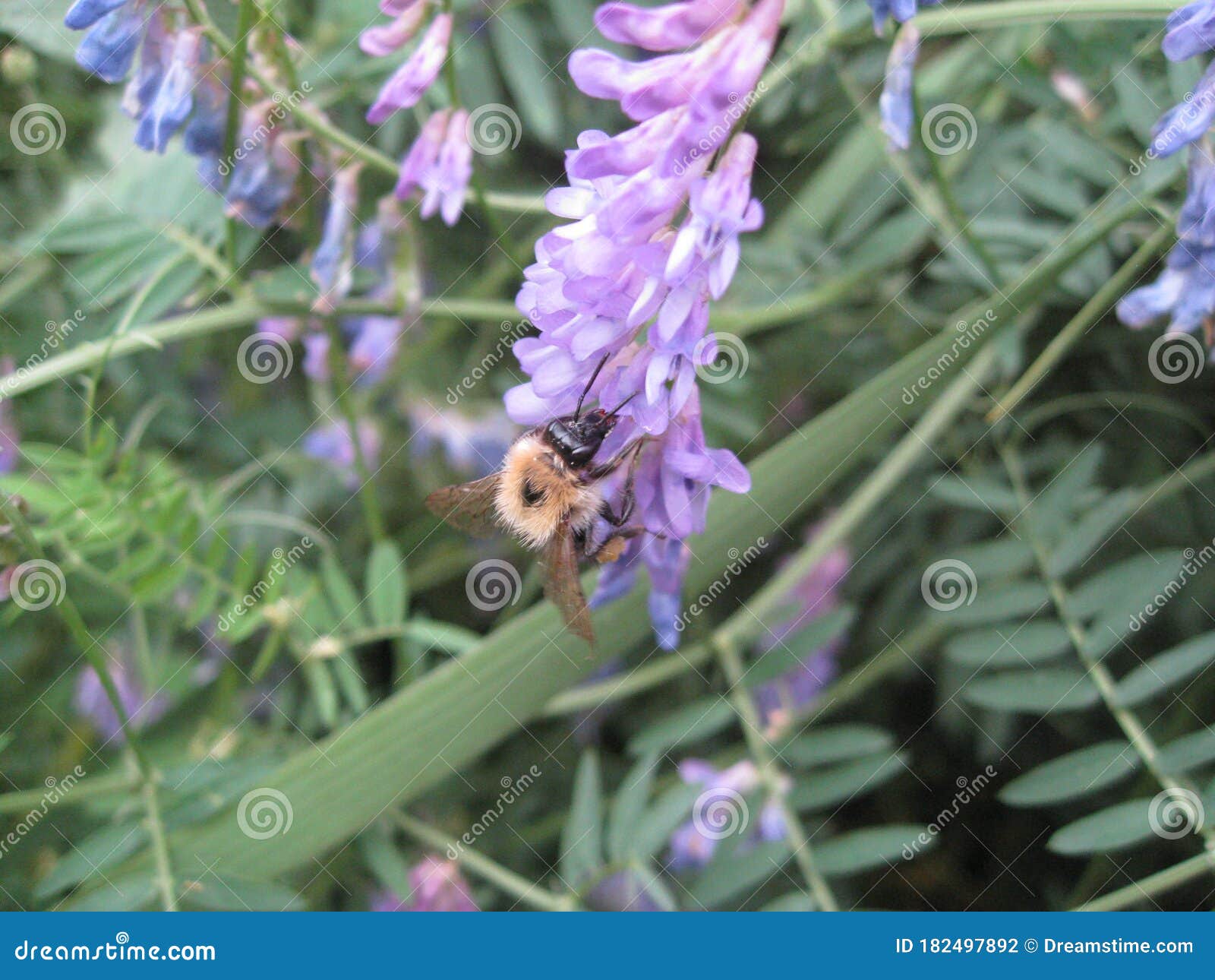 Bee is on mouse pea stock photo. Image of sits, honey - 182497892