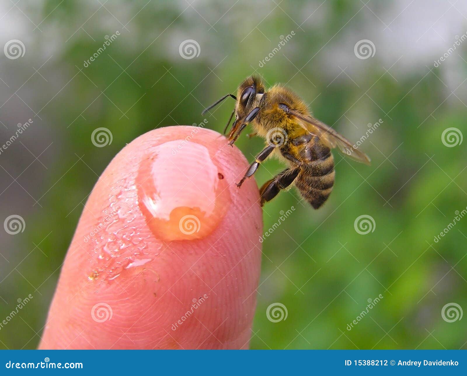 Bee on my finger stock photo. Image of insects, head - 15388212