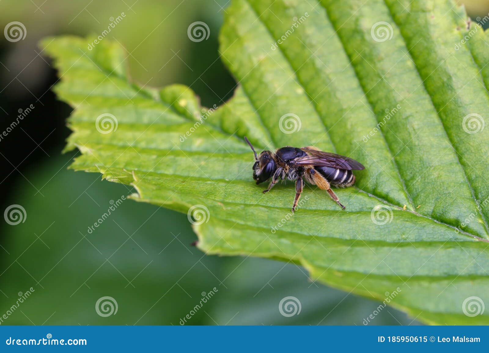 A bee is napping on a leaf stock image. Image of field - 185950615