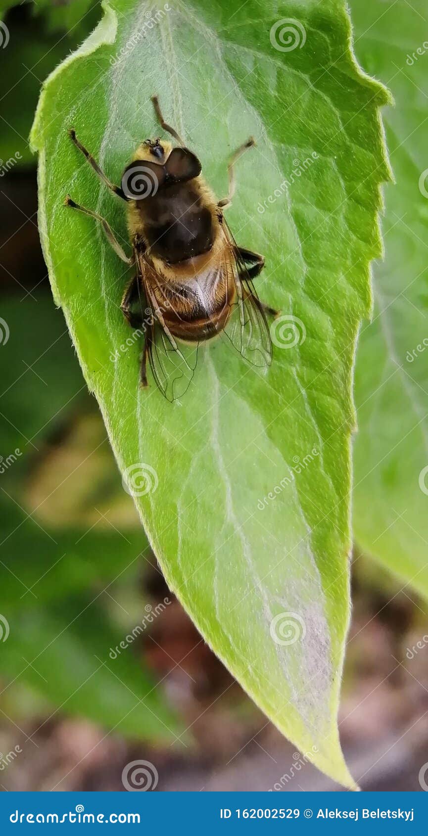 A bee is napping on a leaf stock image. Image of macro - 162002529