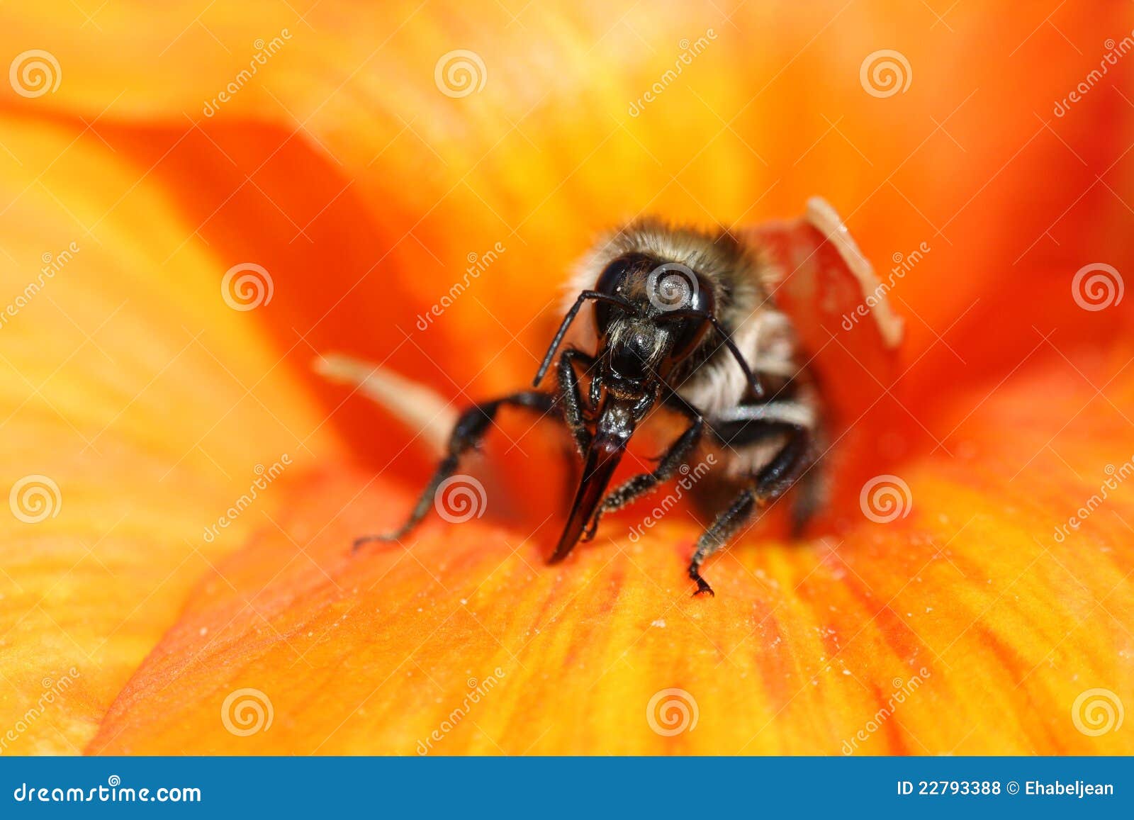 Bee in the nature stock photo. Image of entomology, pollen - 22793388