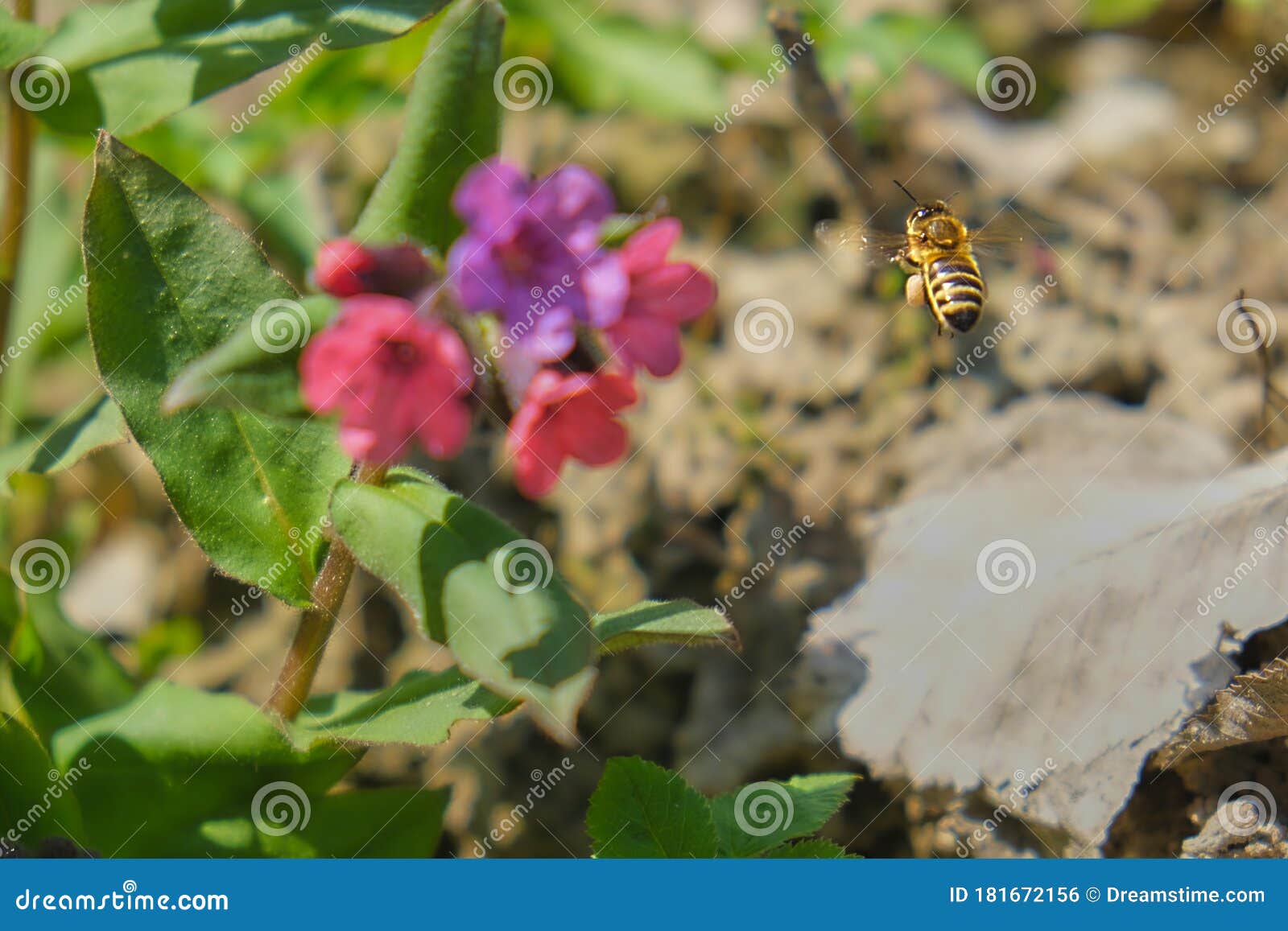 Bee Near Flower in Flight Near Pulmonaria Stock Photo - Image of ...