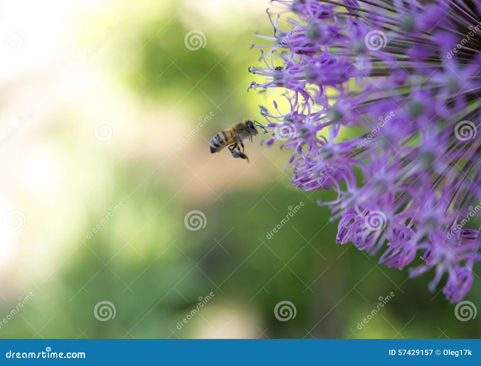 Bee Near Purple Flower in Flight Stock Image - Image of green, animal ...