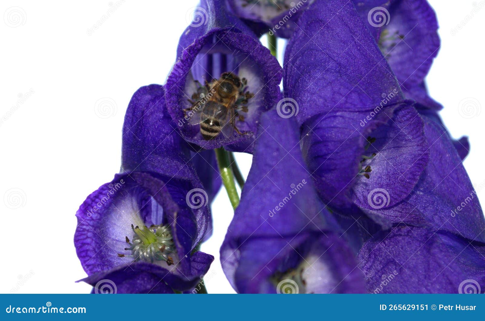 Bee Nectaring in a Violet Flower Stock Image - Image of purple ...
