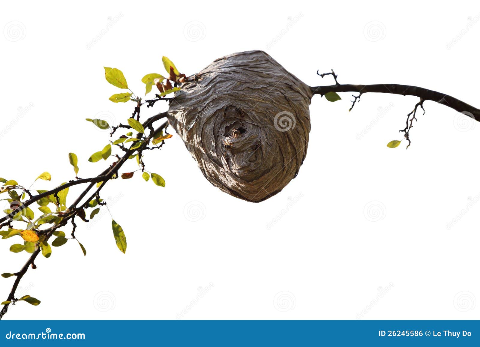 Bee Nest stock photo. Image of swarm, background, hive - 26245586
