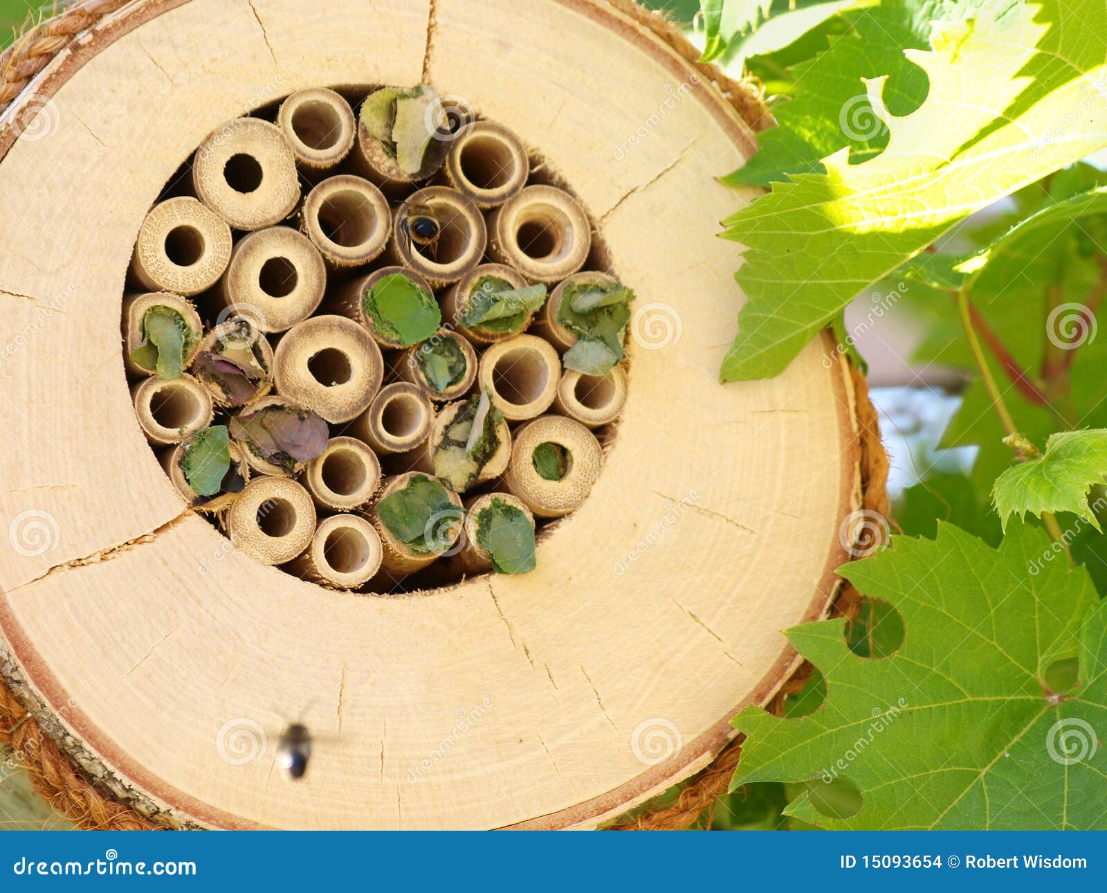 Bee nest box stock photo. Image of hotel, residence, circle - 15093654