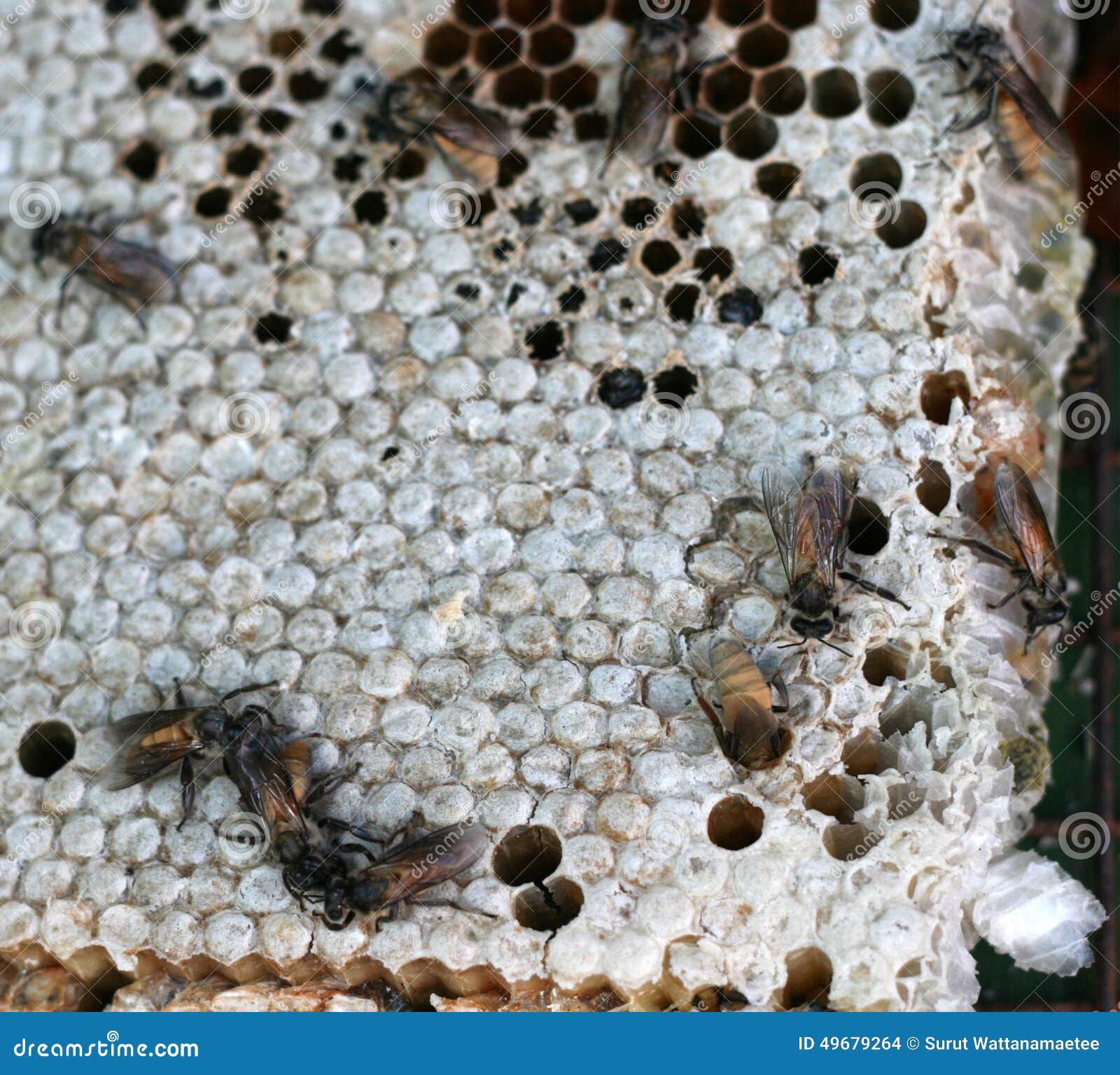 Bee nest stock photo. Image of danger, eyes, insect, small - 49679264