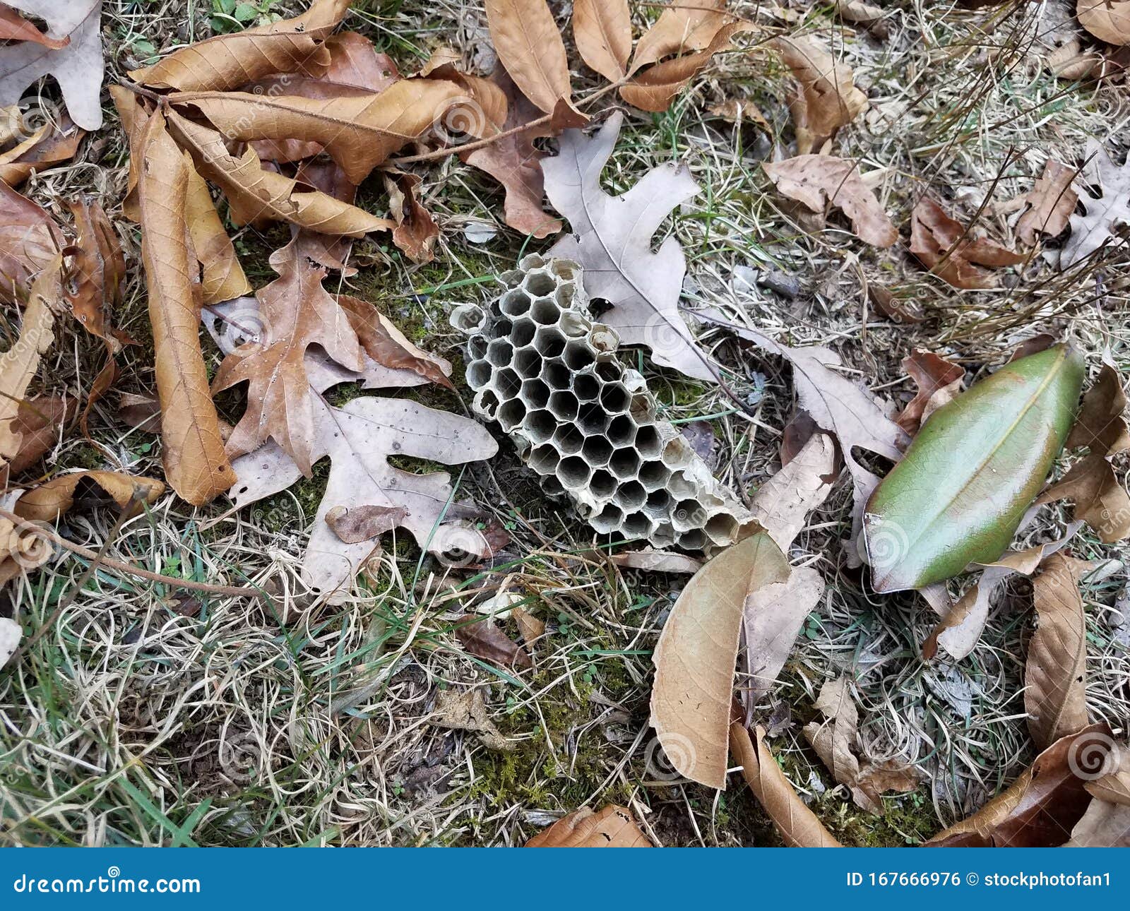 Bee Nest or Hive on Ground with Leaves Stock Photo - Image of hive ...