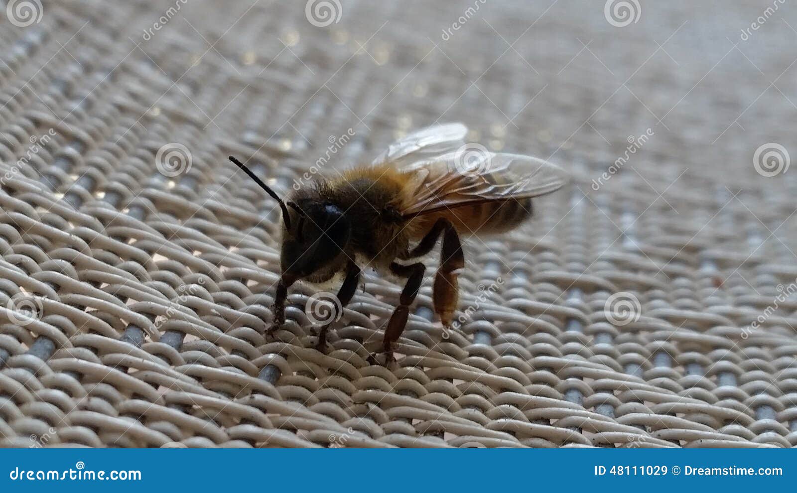 Bee nice stock image. Image of bees, insect, behave, nice - 48111029