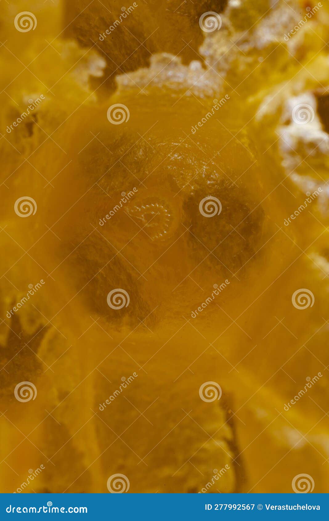 Bee Nymph - Development of Honey Bee Stock Image - Image of nymph ...