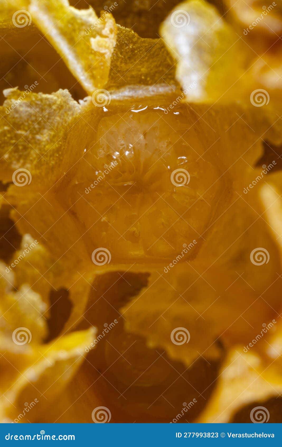 Bee Nymph - Development of Honey Bee Stock Image - Image of detail ...