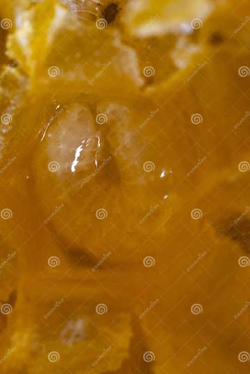 Bee Nymph - Development of Honey Bee Stock Image - Image of rural ...