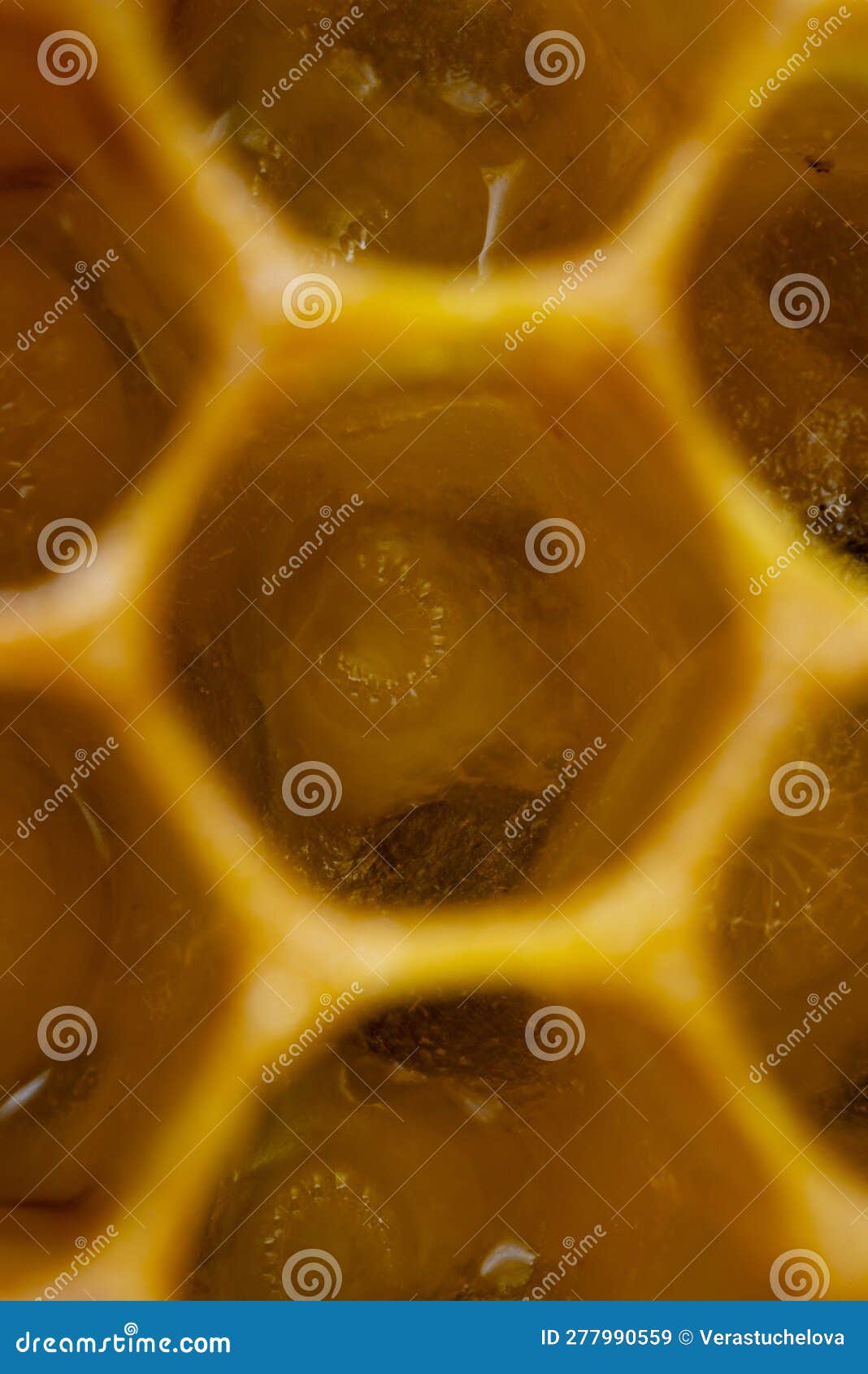 Bee Nymph - Development of Honey Bee Stock Image - Image of sting ...