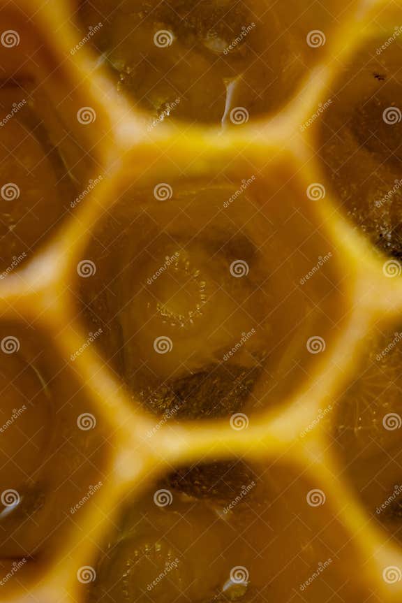 Bee Nymph - Development of Honey Bee Stock Image - Image of sting ...