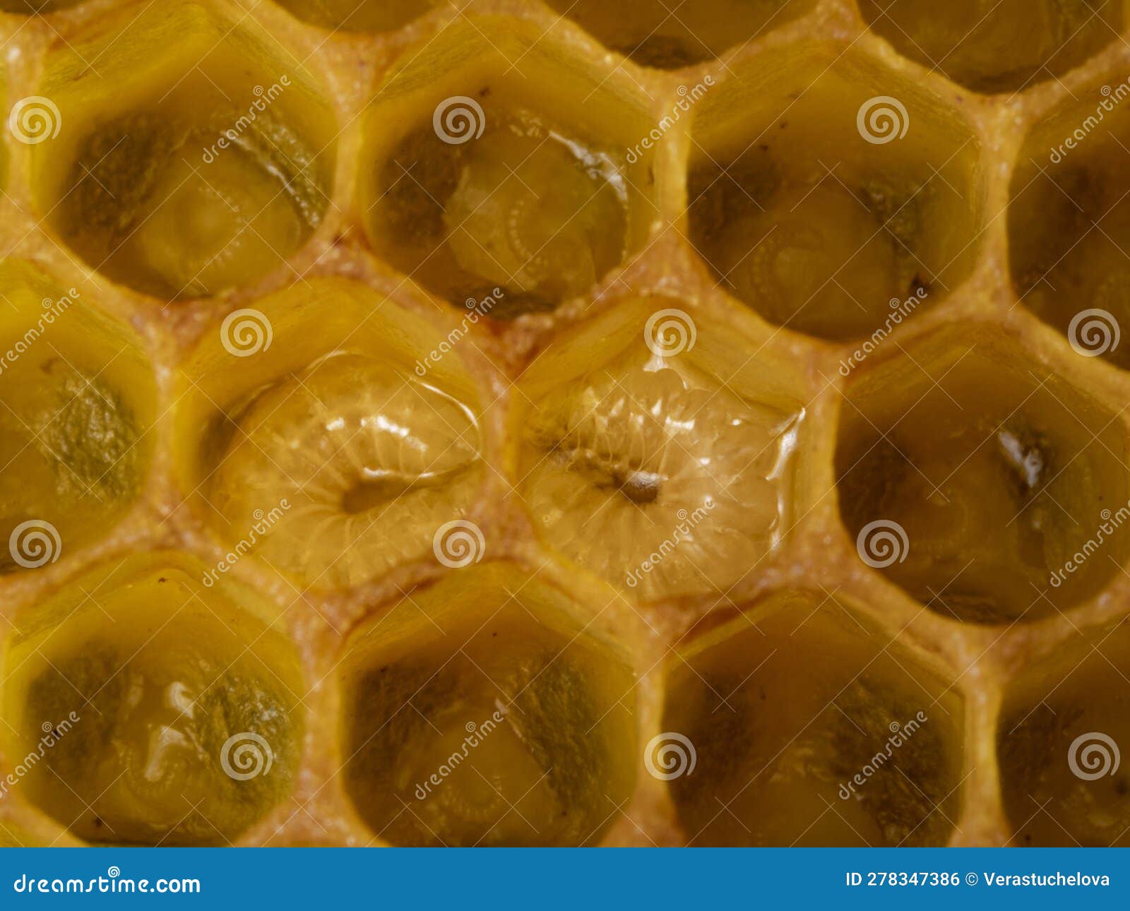 Bee Nymphs and Egg - Development of Honey Bee Stock Photo - Image of ...
