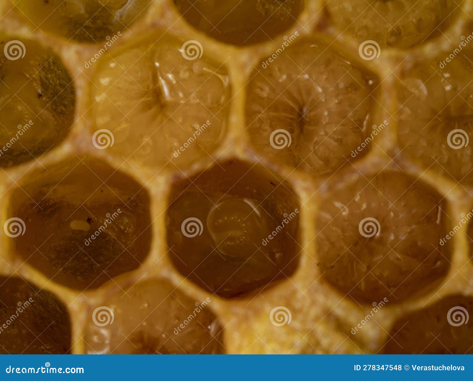 Bee Nymphs and Egg - Development of Honey Bee Stock Photo - Image of ...