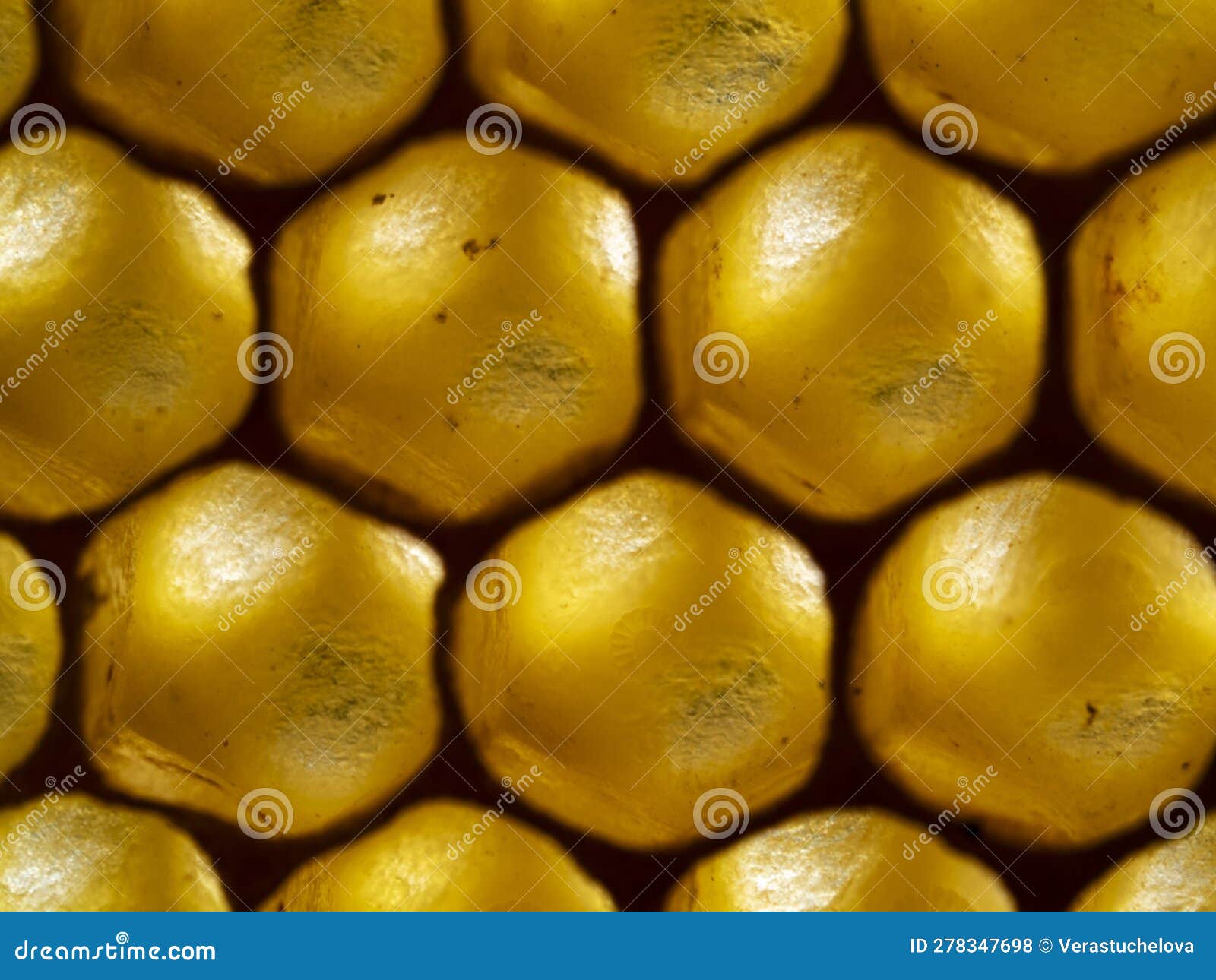 Bee Nymphs and Egg - Development of Honey Bee Stock Photo - Image of ...
