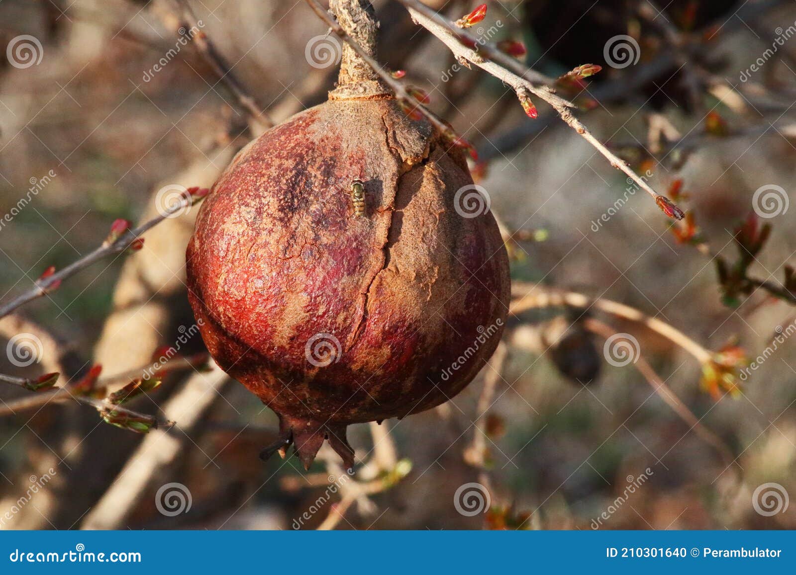 BEE on OLD DRY ROTTEN POMEGRANATE STILL on TREE Stock Photo - Image of ...