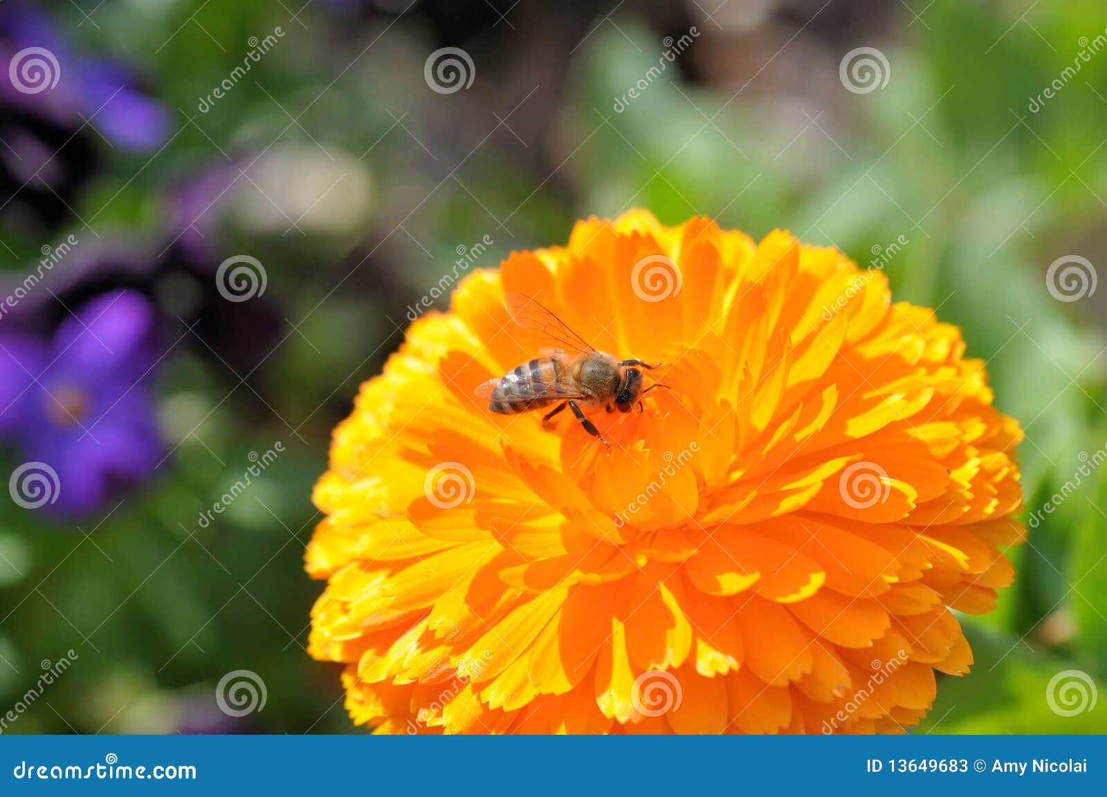 Bee on orange calendula stock image. Image of plant, apis - 13649683