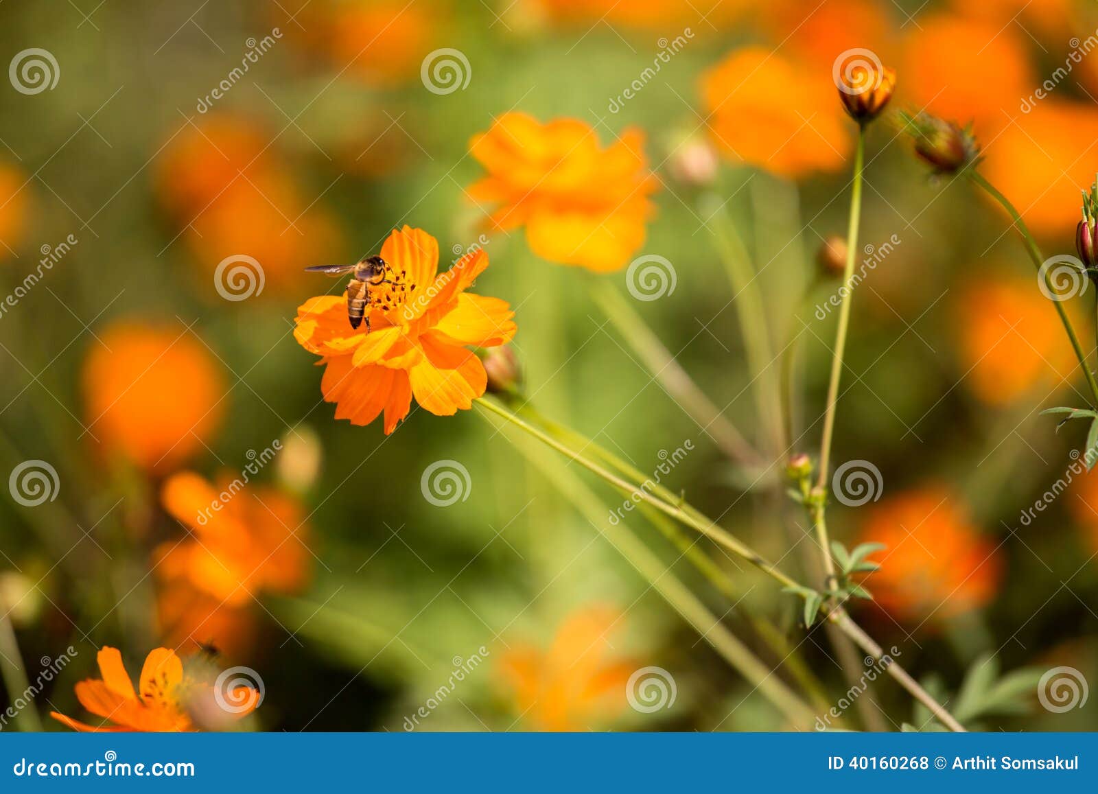 Bee on orange Coreopsis stock photo. Image of grandiflora - 40160268