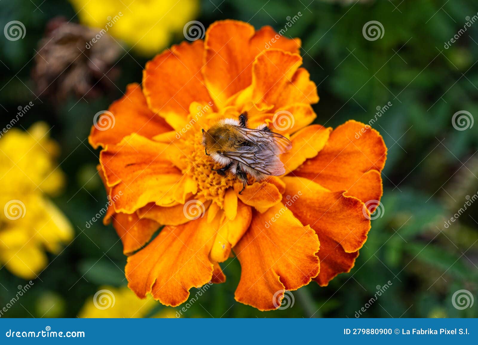 Bee on an orange flower stock photo. Image of animal - 279880900