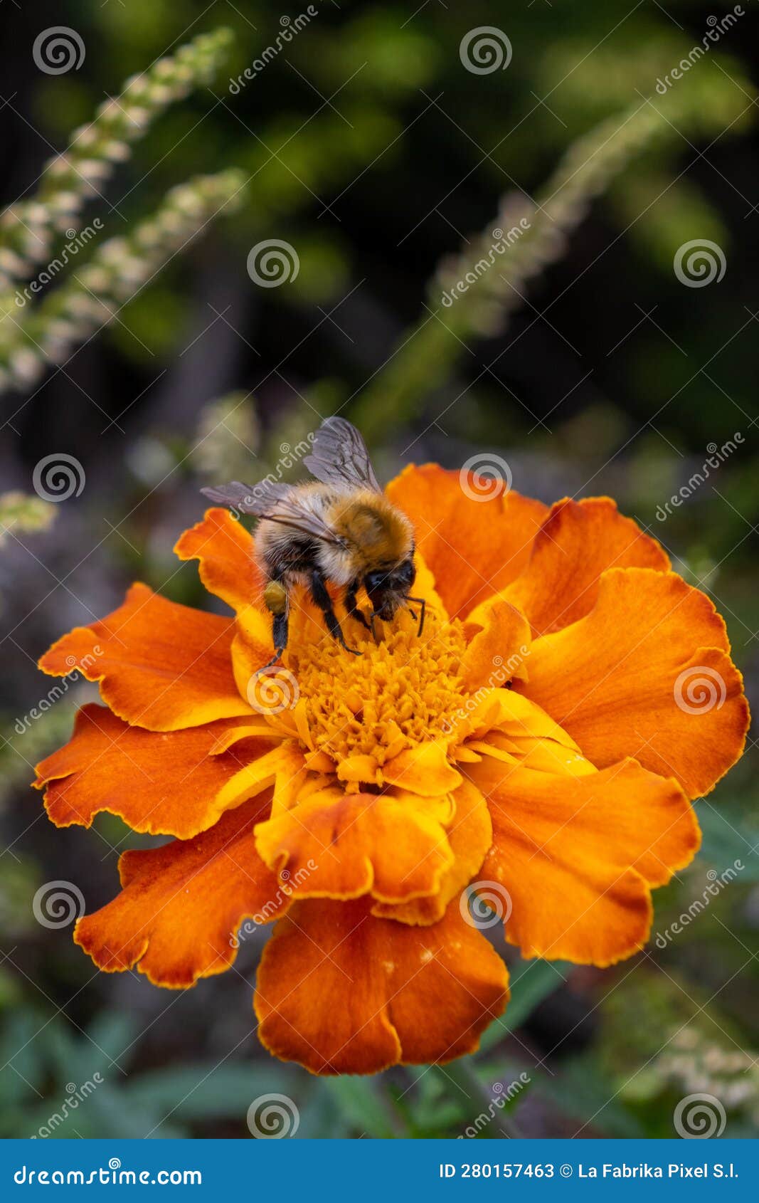 Bee on an orange flower stock image. Image of blooming - 280157463