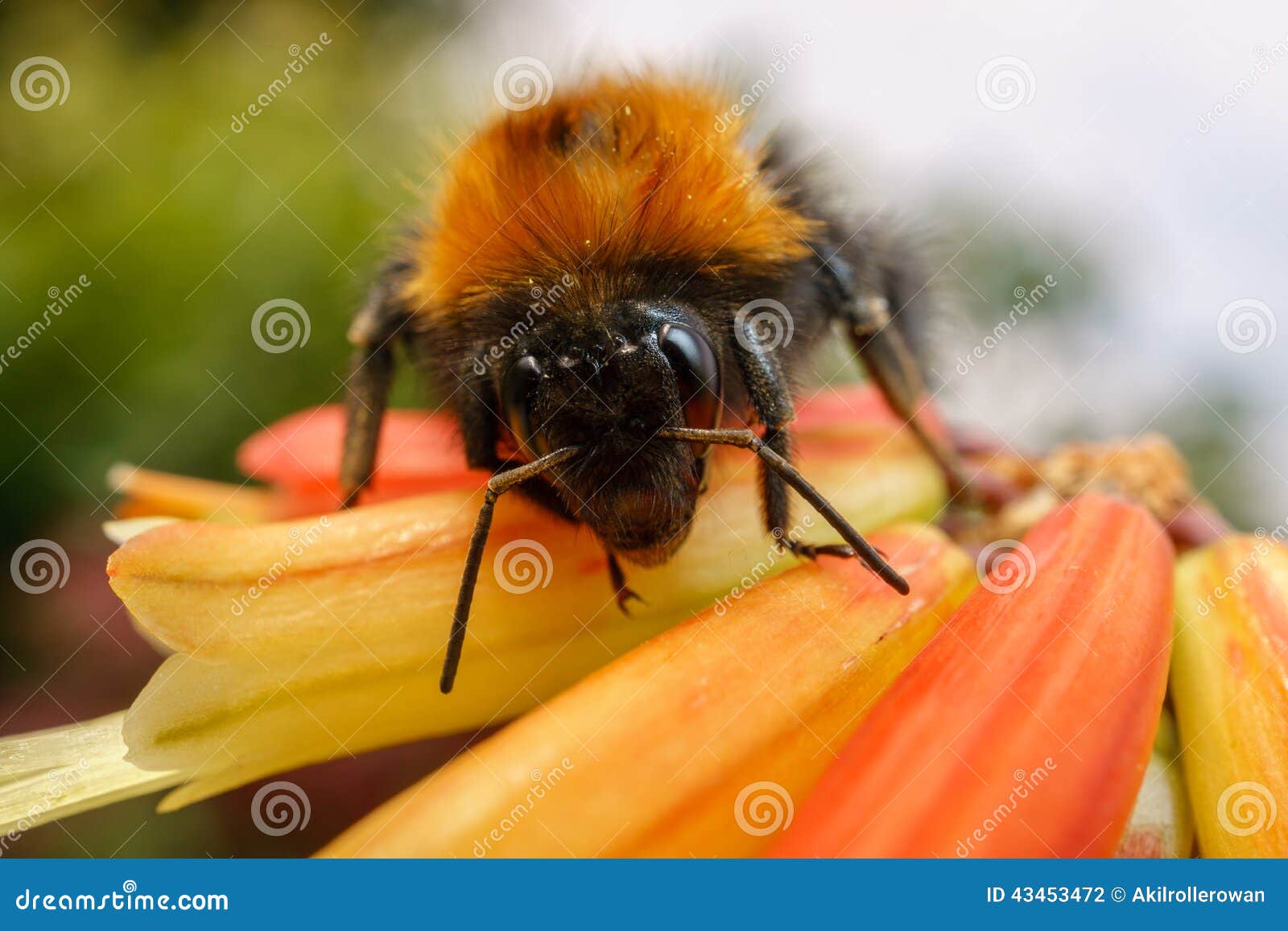 A Bee on a orange flower stock photo. Image of insect - 43453472