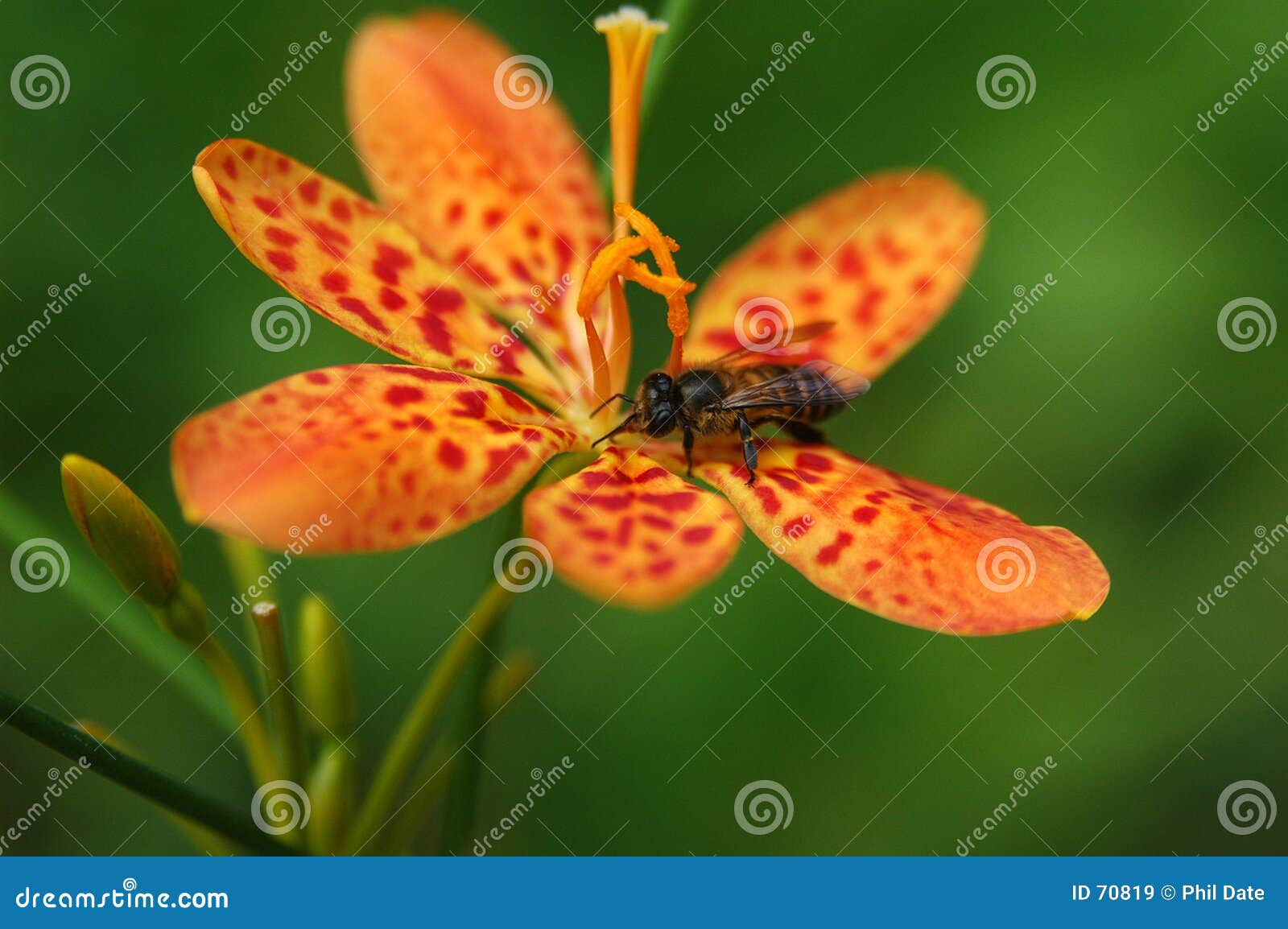 Bee on Orchid stock image. Image of close, botanical, insect - 70819