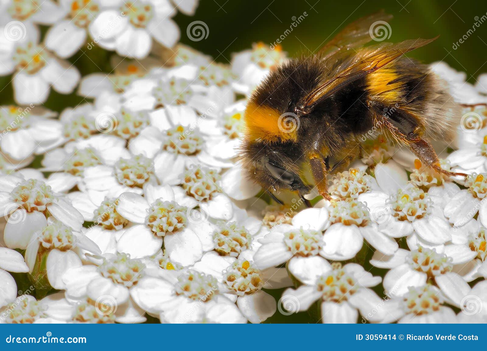 Bee over white flowers stock photo. Image of fertile, happy - 3059414