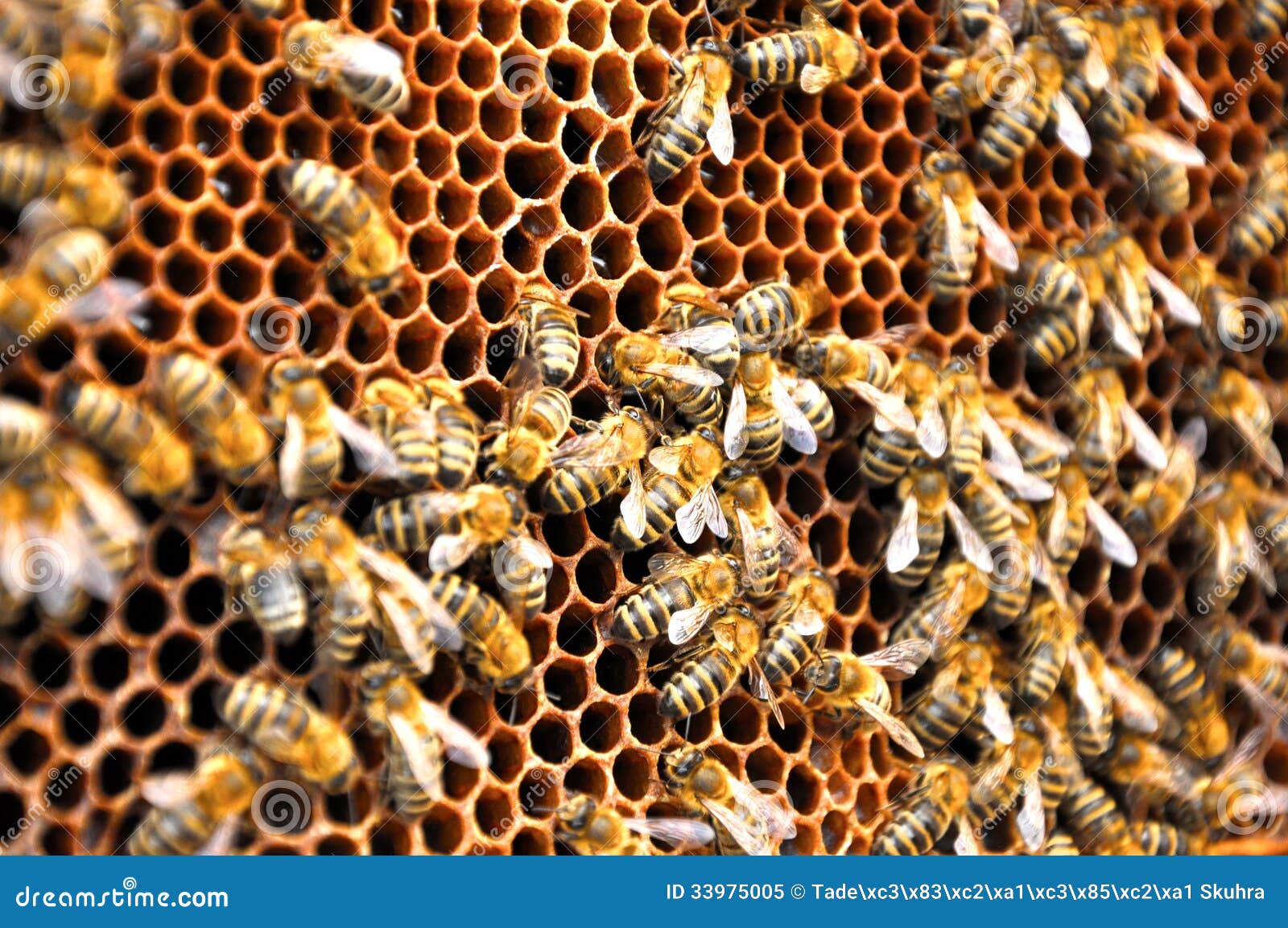 Bee pattern stock image. Image of medicine, eating, healthy - 33975005