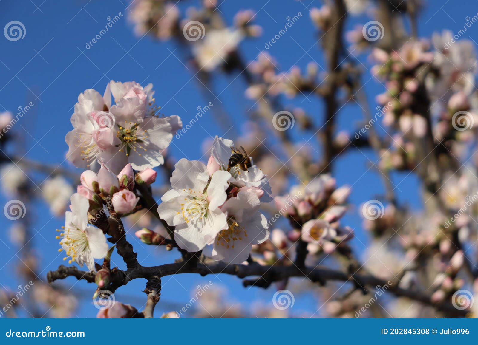 Bee Perched on an Almond Blossom, Pollinating a Field of Almond Trees ...
