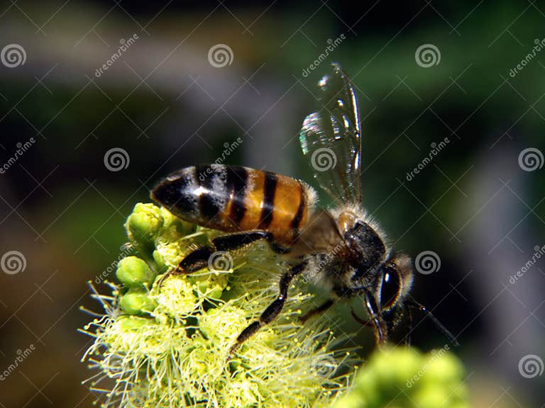 Bee Perched on Plant - Horizontal Stock Photo - Image of pollen, nectar ...