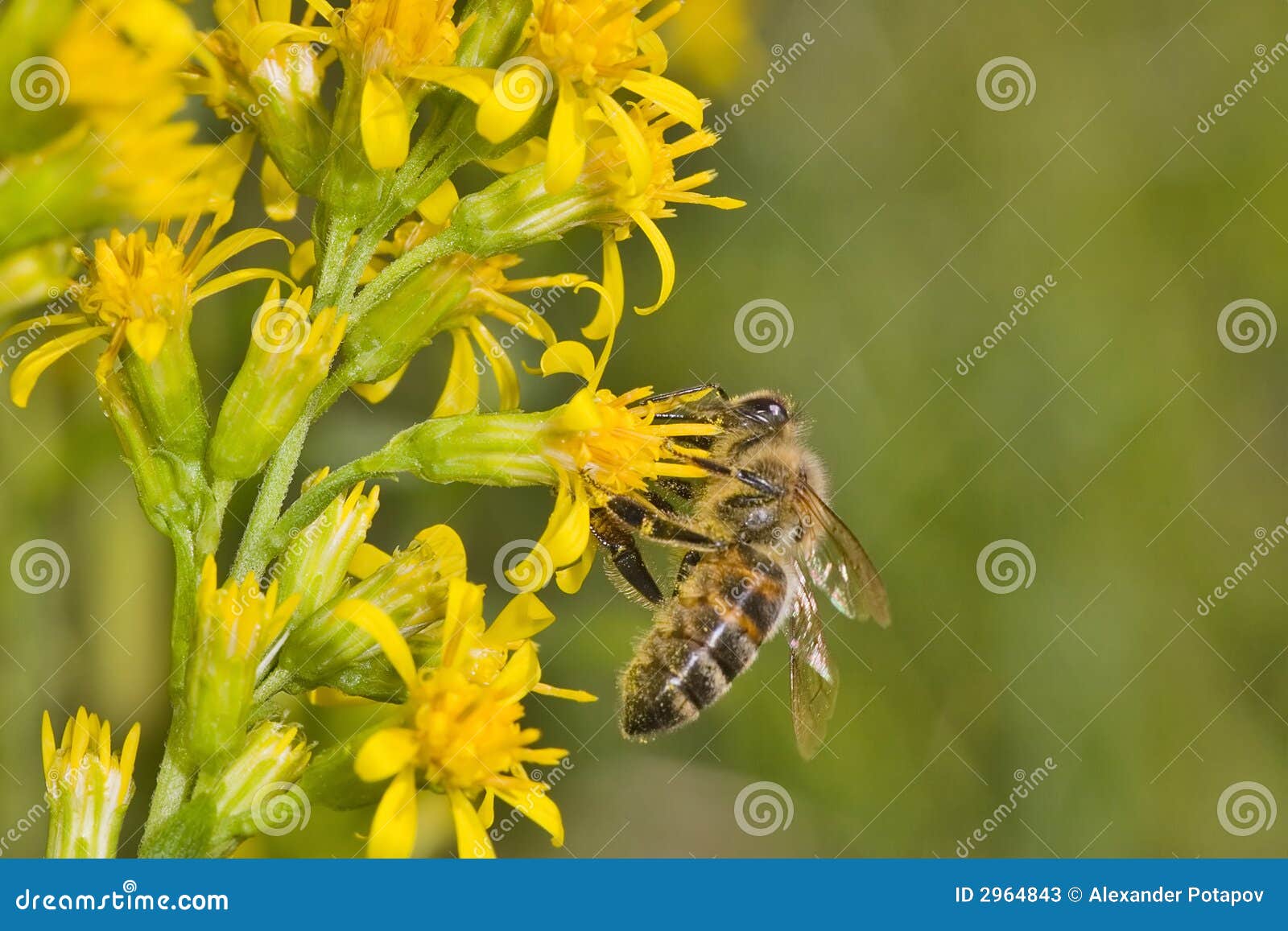 Bee pick nectar stock image. Image of garden, close, macro - 2964843
