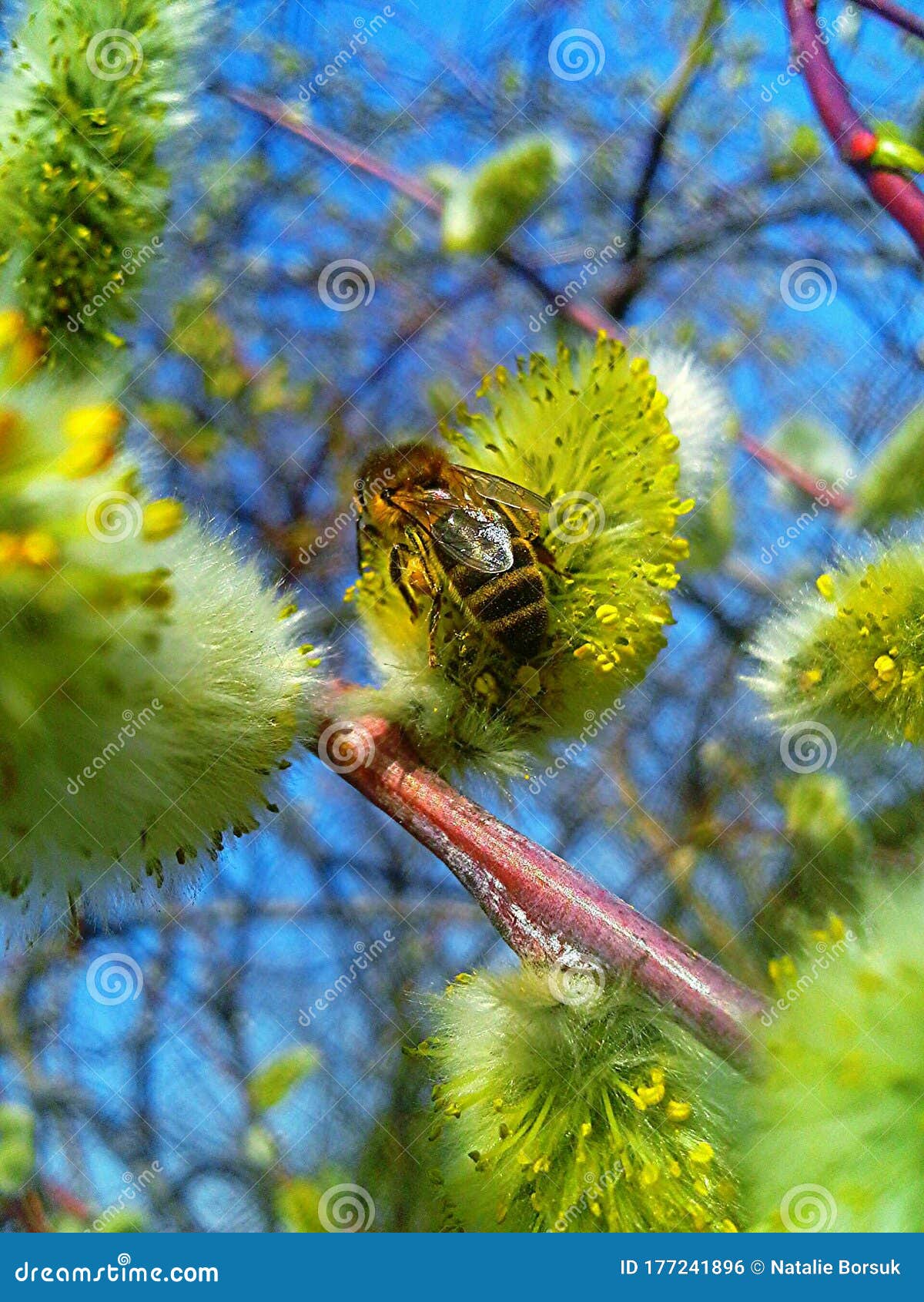 A bee picking nectar stock photo. Image of willow, picking - 177241896