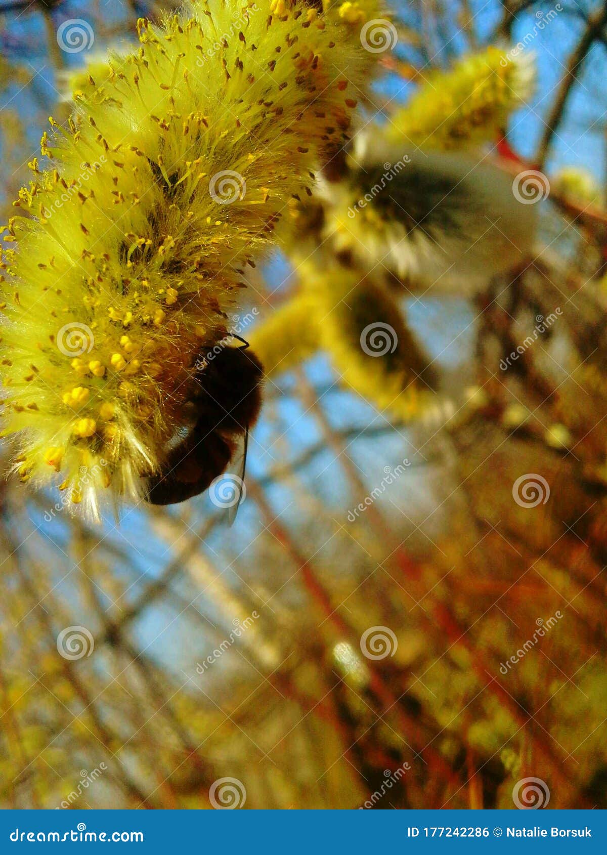 A bee picking nectar stock photo. Image of sunlight - 177242286