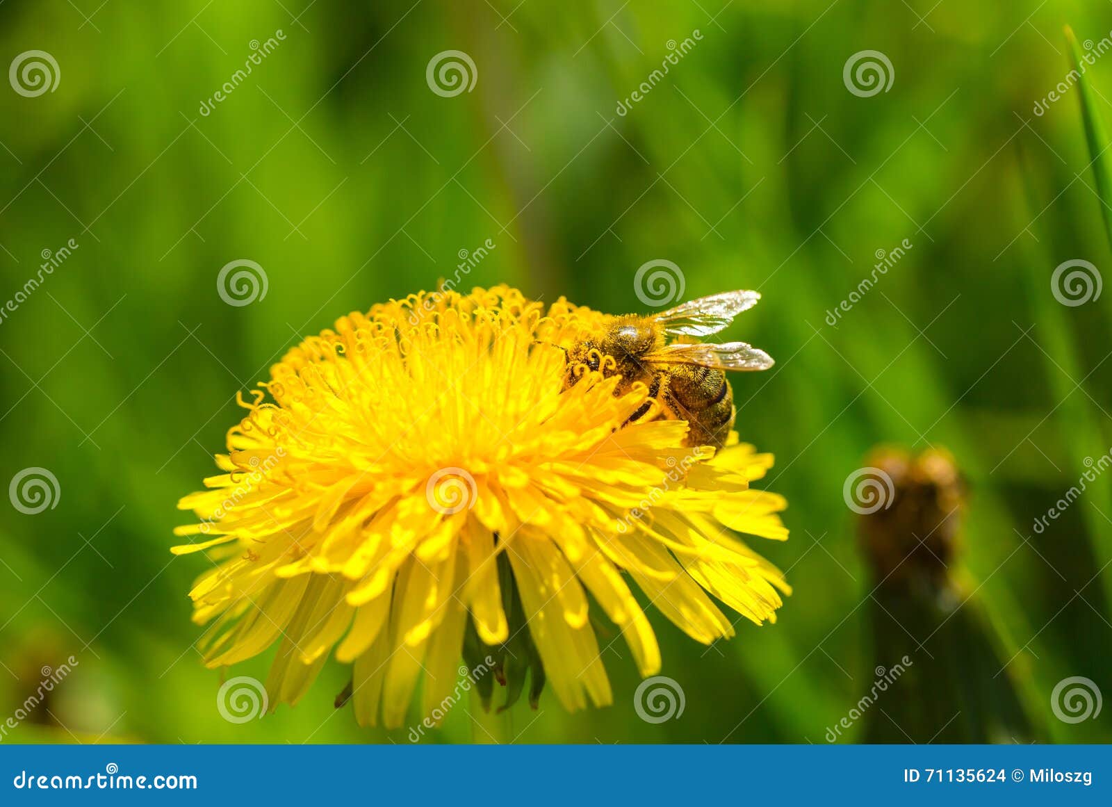 Bee Picking Pollen from Dandelion Flower Stock Photo - Image of ...
